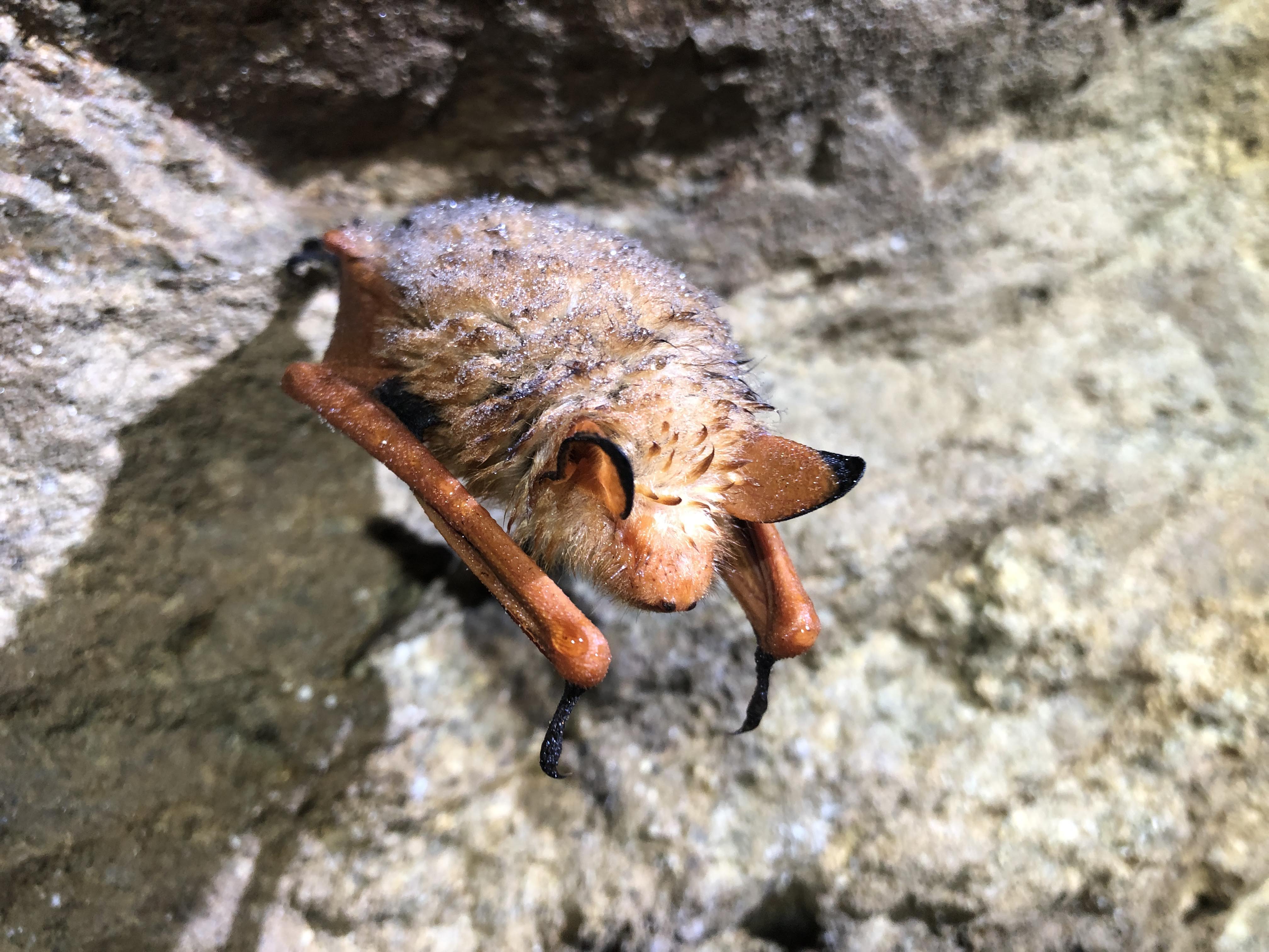 지정현황(상세) | 멸종위기 야생생물 | 멸종위기 야생생물 | 국립생태원